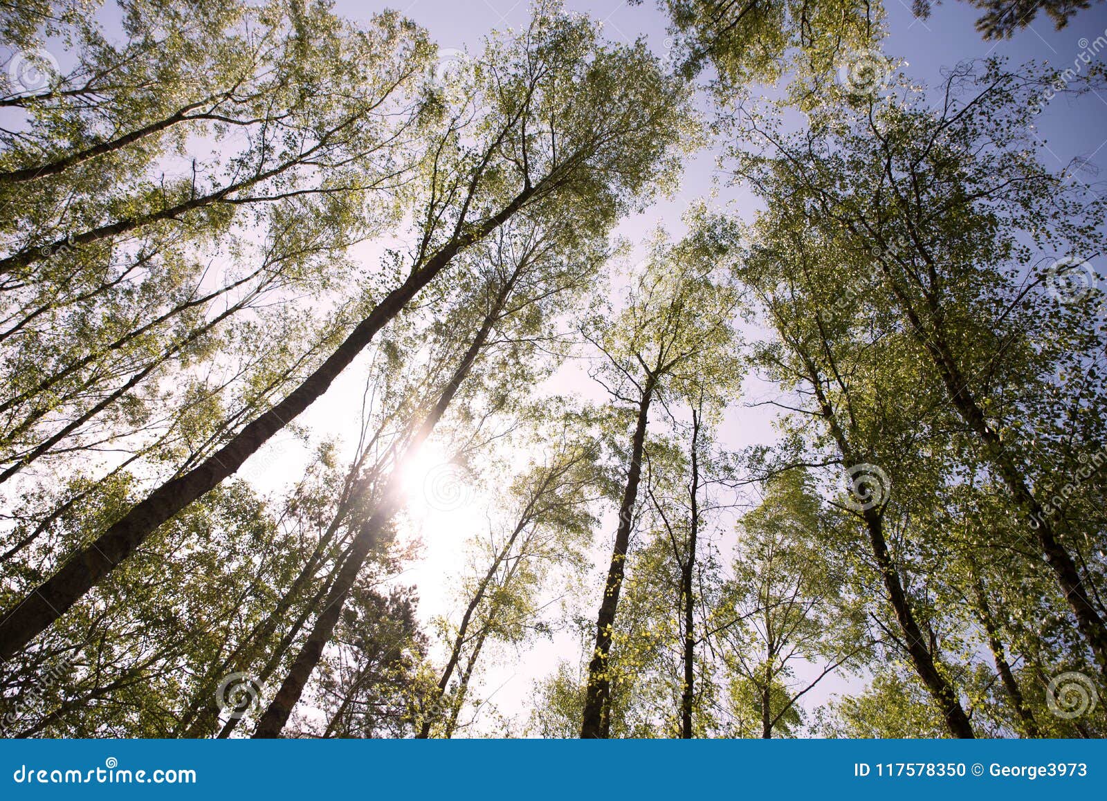 Forest Trees Looking Up from the Ground. Stock Photo - Image of forest ...