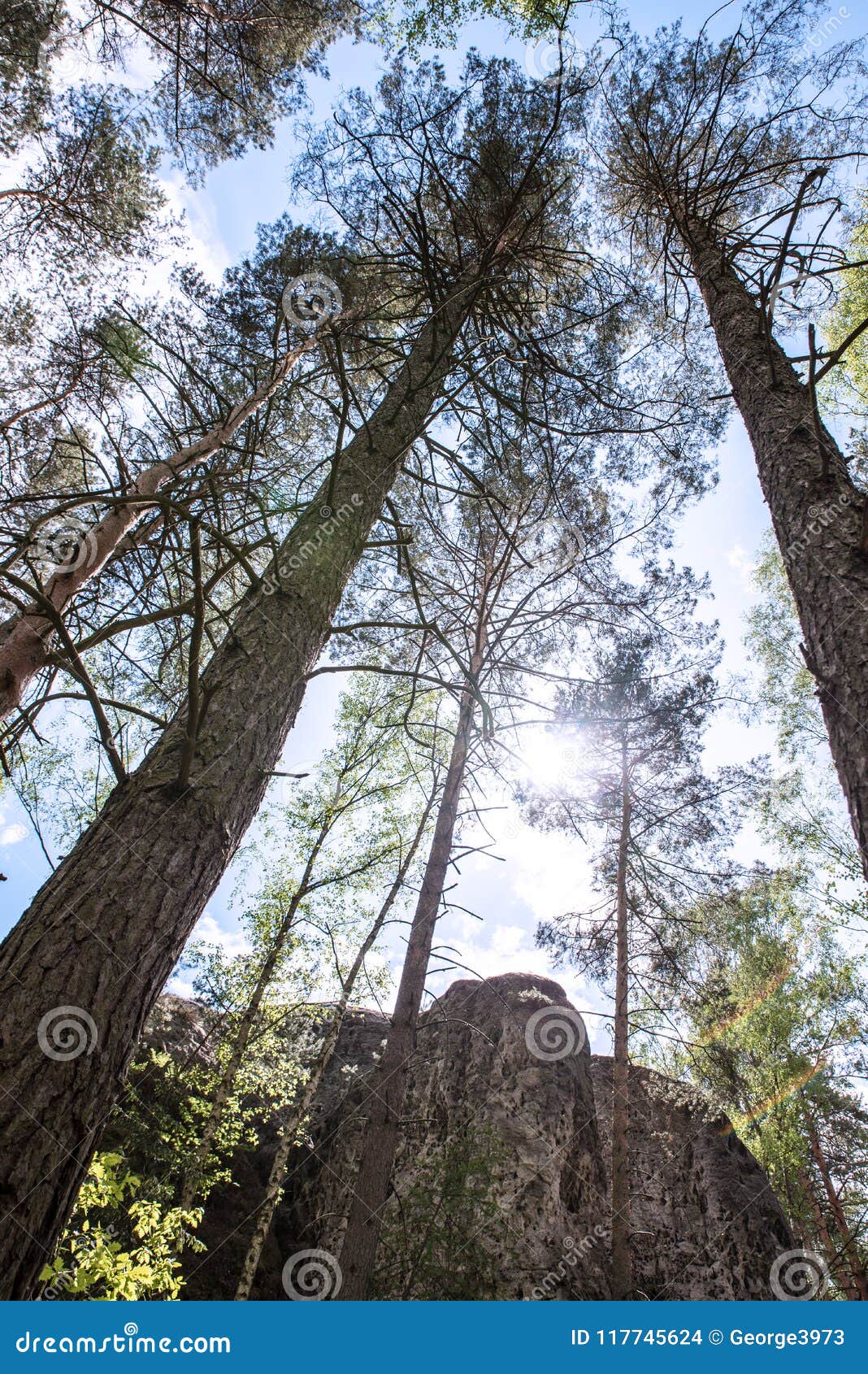 Forest Trees Looking Up from the Ground. Stock Photo - Image of spring ...
