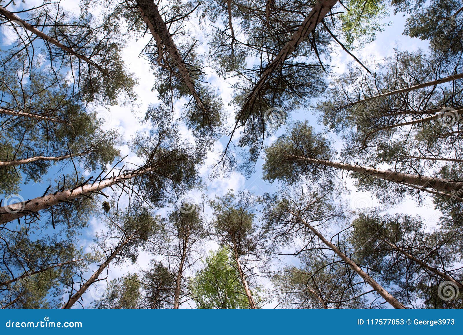 Forest Trees Looking Up from the Ground. Stock Image - Image of blue ...