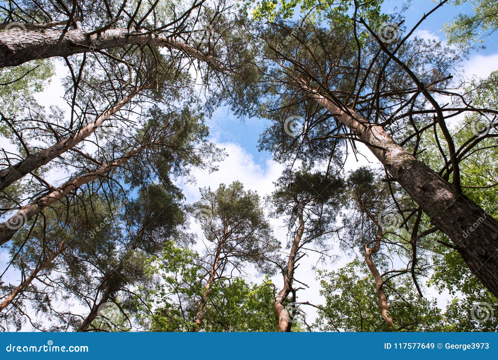 Forest Trees Looking Up from the Ground. Stock Image - Image of ground ...