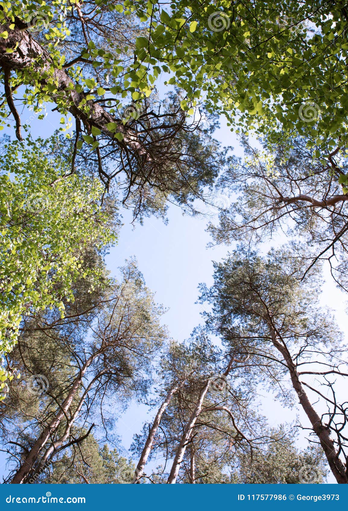 Forest Trees Looking Up from the Ground. Stock Photo - Image of nature ...