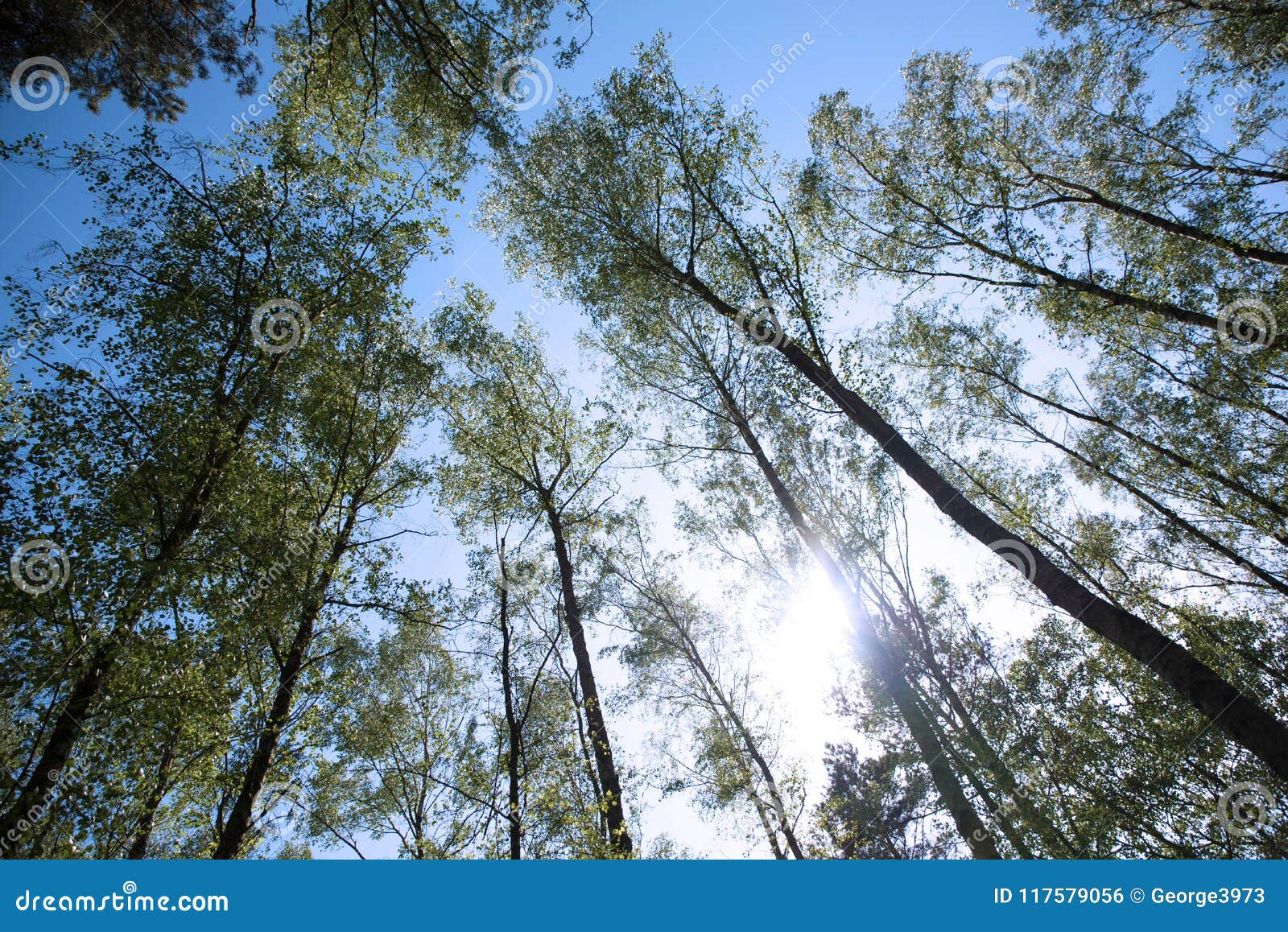 Forest Trees Looking Up from the Ground. Stock Photo - Image of ...