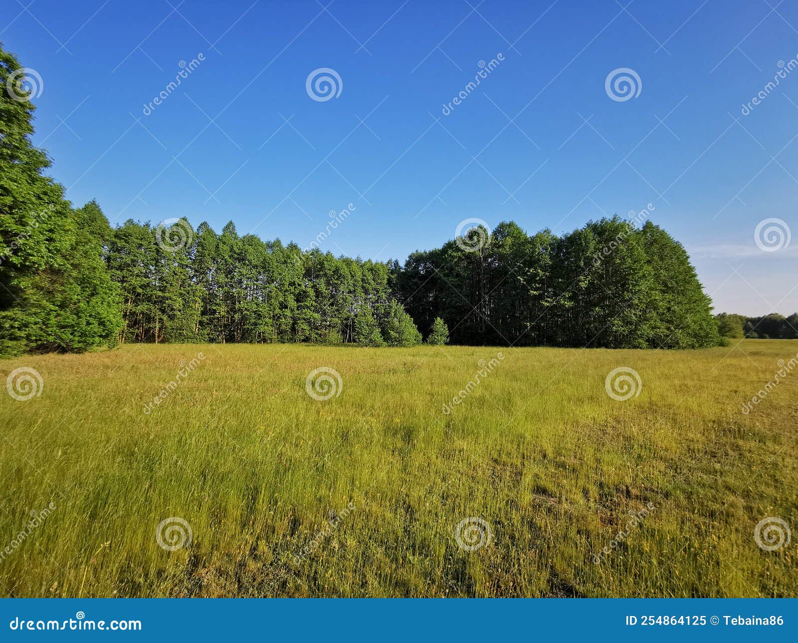 Forest, Trees and Meadow... Stock Image - Image of forest, meadow ...