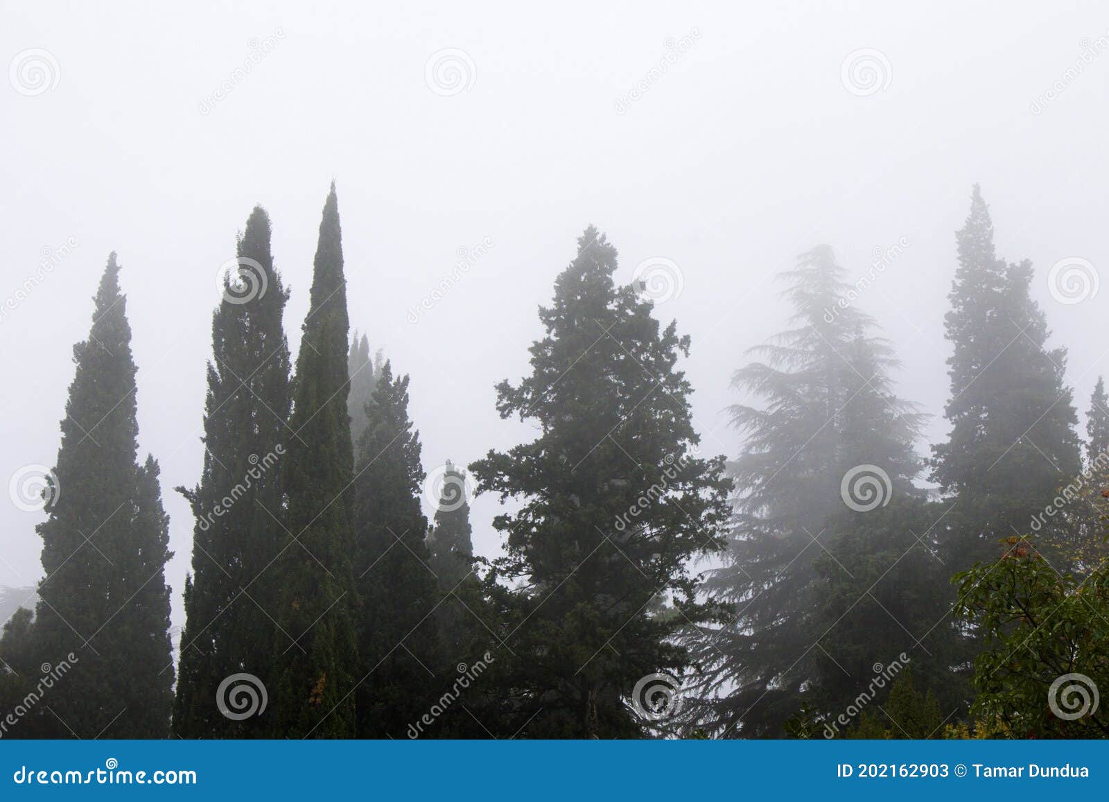 Forest and Trees in Mist and Fog Stock Image - Image of background ...