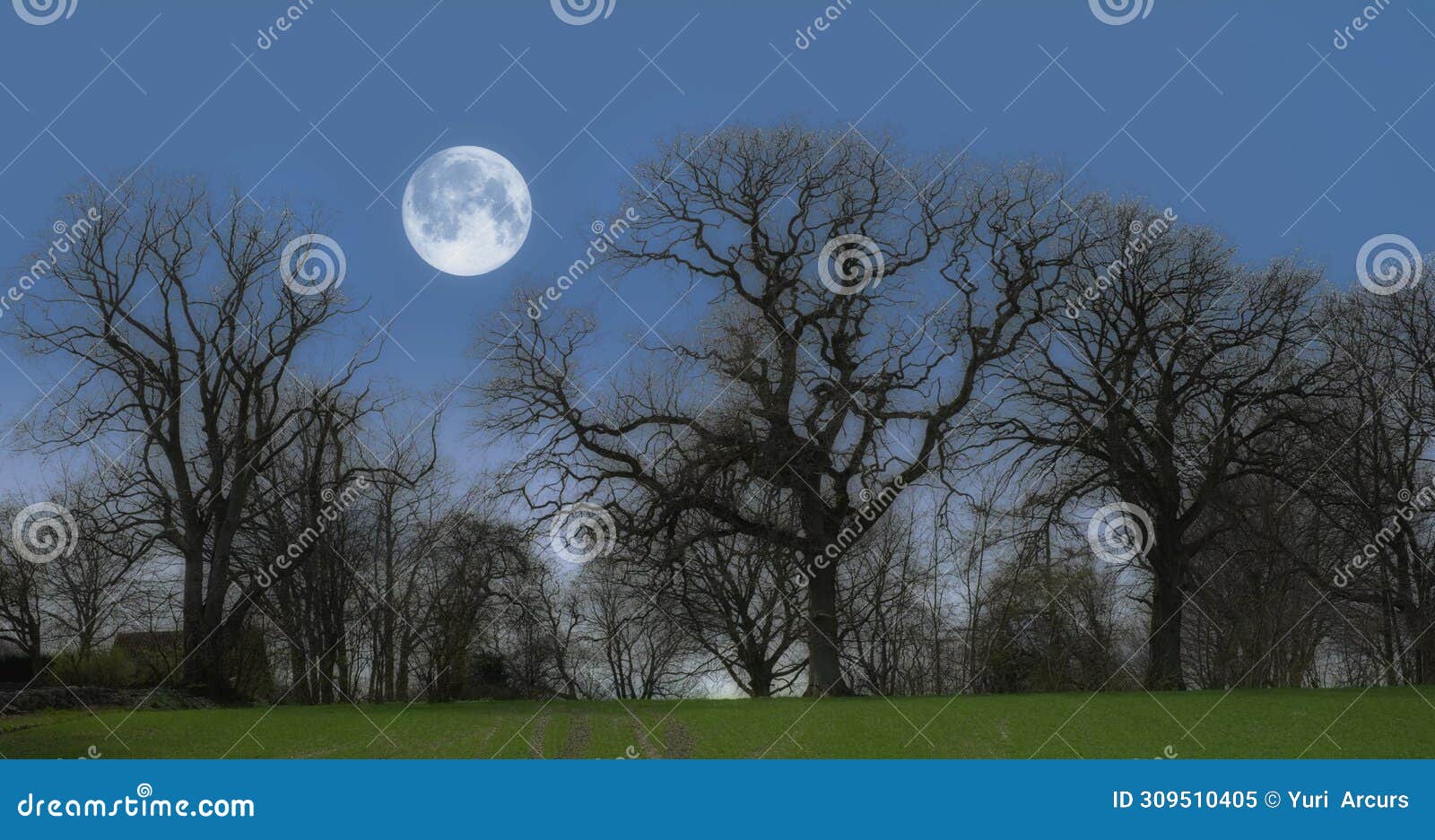 Forest, Trees and Moon with Nature, Night and Environment with Sky and ...