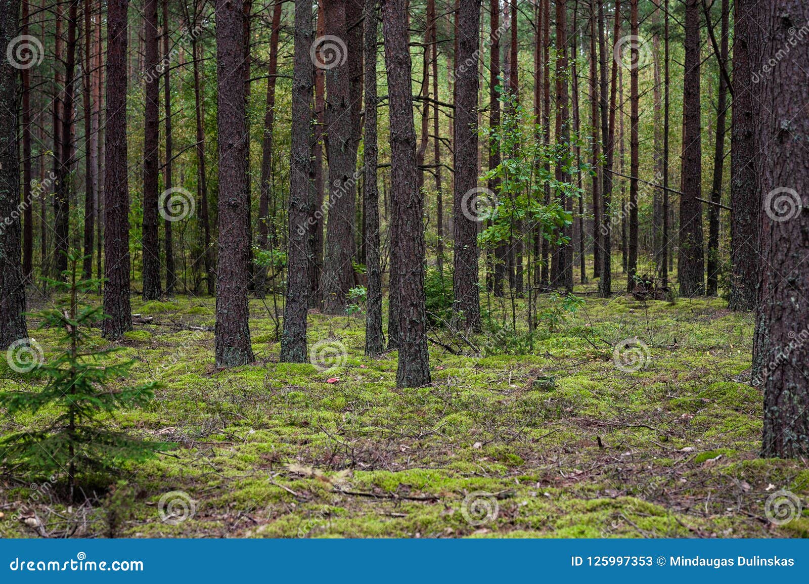 Forest with Trees and Moss in Background. Lithuania. Stock Image ...