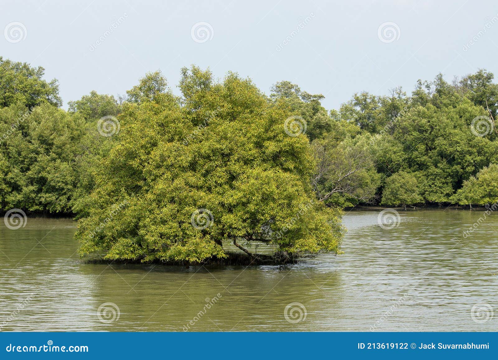 Forest Trees and Natural Wetlands by the Sea Stock Photo - Image of ...