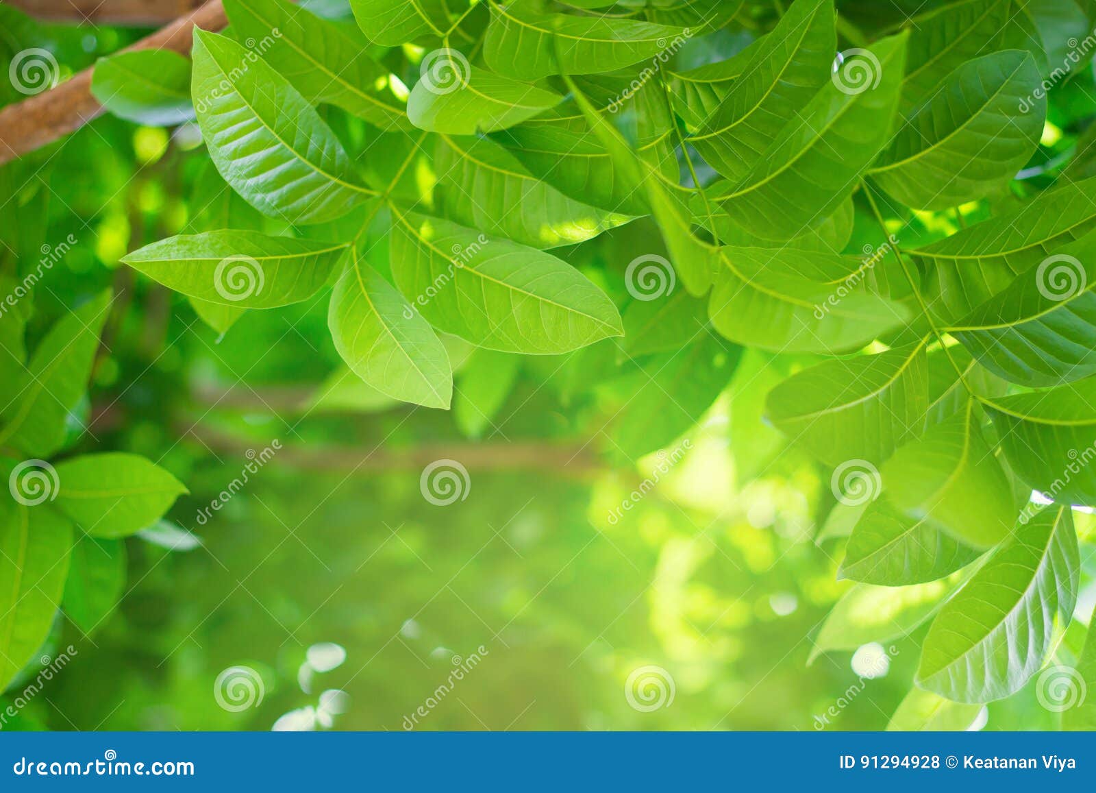Forest Trees, Nature Green Leaf Sunlight Background Stock Photo - Image ...