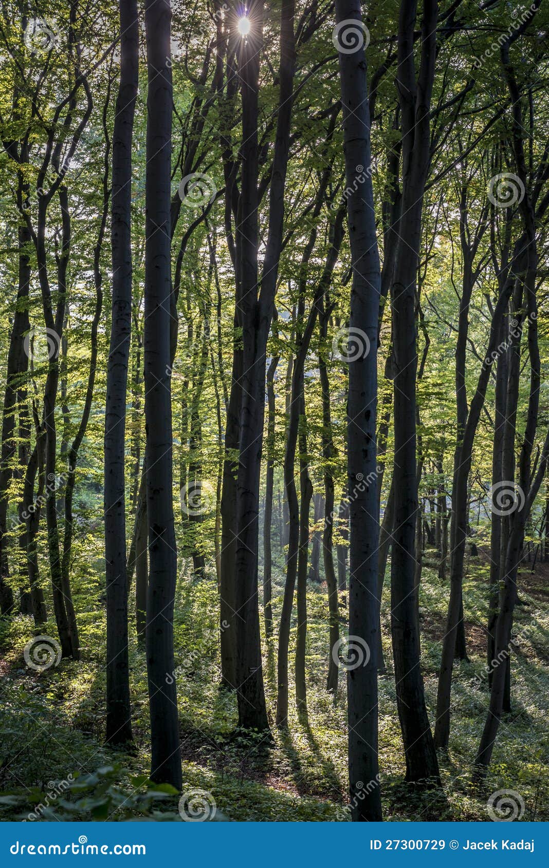 Forest Trees. Nature Green Wood Stock Image - Image of nature, morning ...