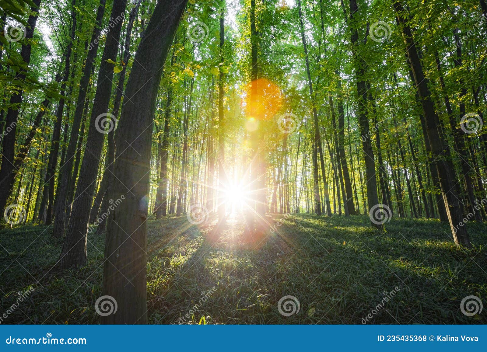 A Forest Trees. Nature Green Wood Sunlight Backgrounds Stock Photo ...