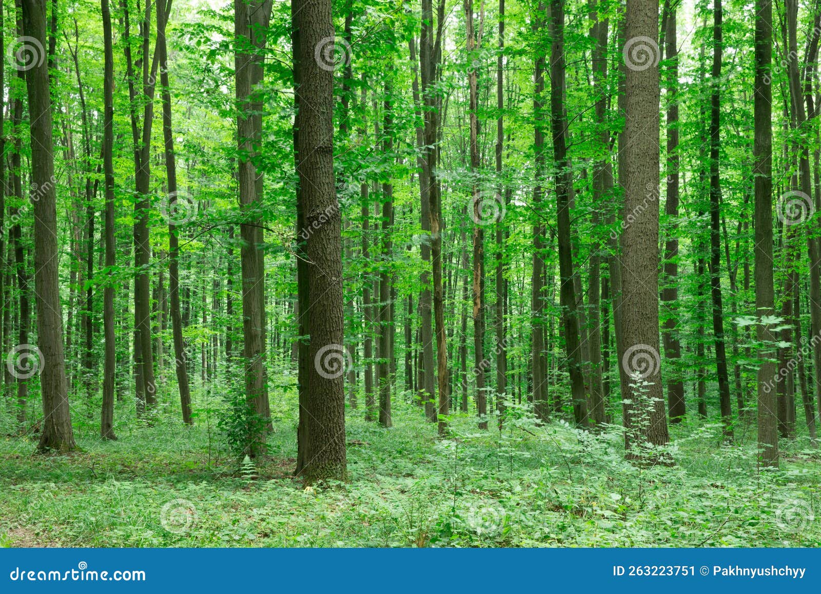 Forest Trees. Nature Green Wood Stock Image - Image of color, foliage ...