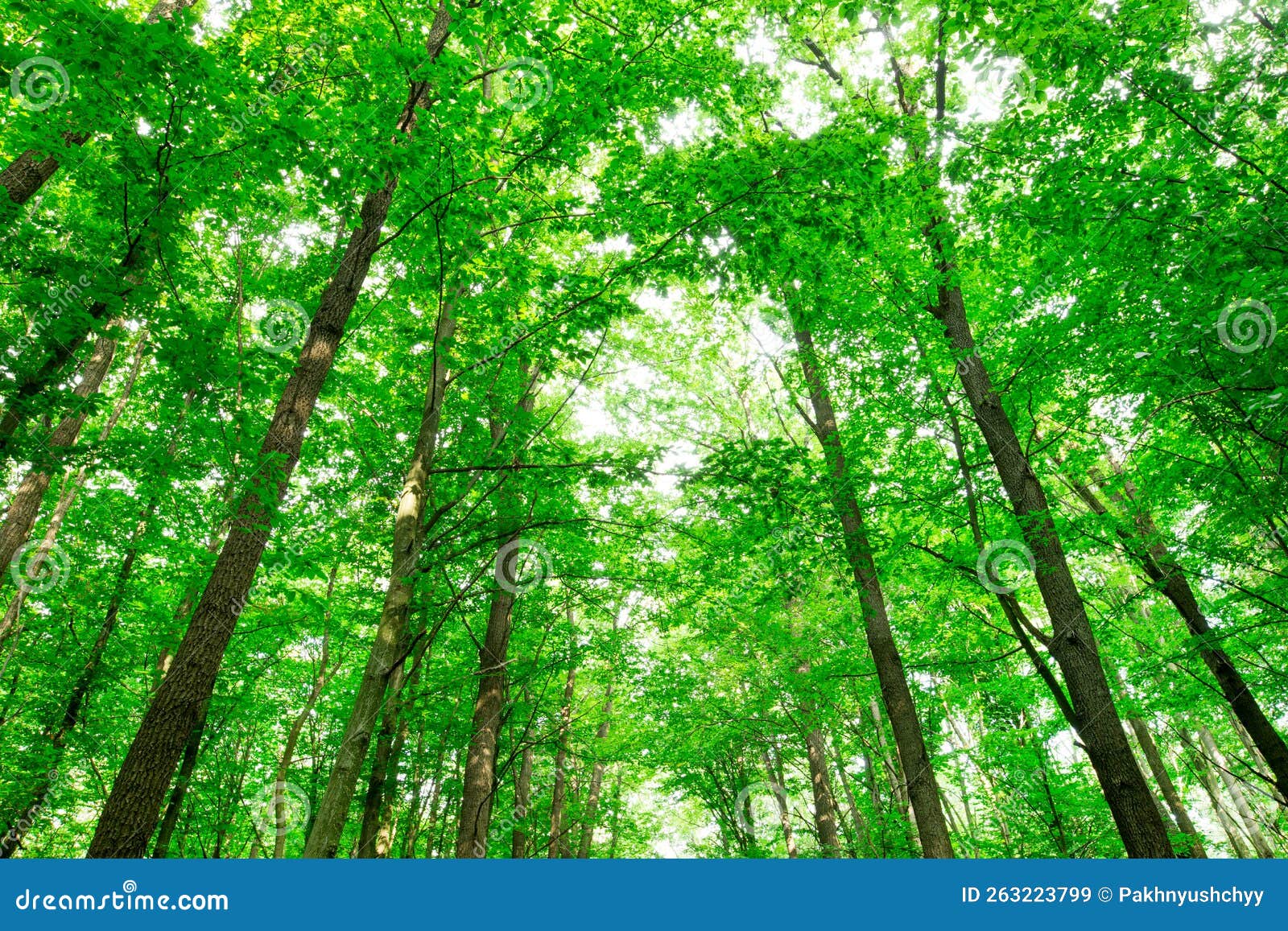 Forest Trees. Nature Green Wood Stock Image - Image of sunlight ...