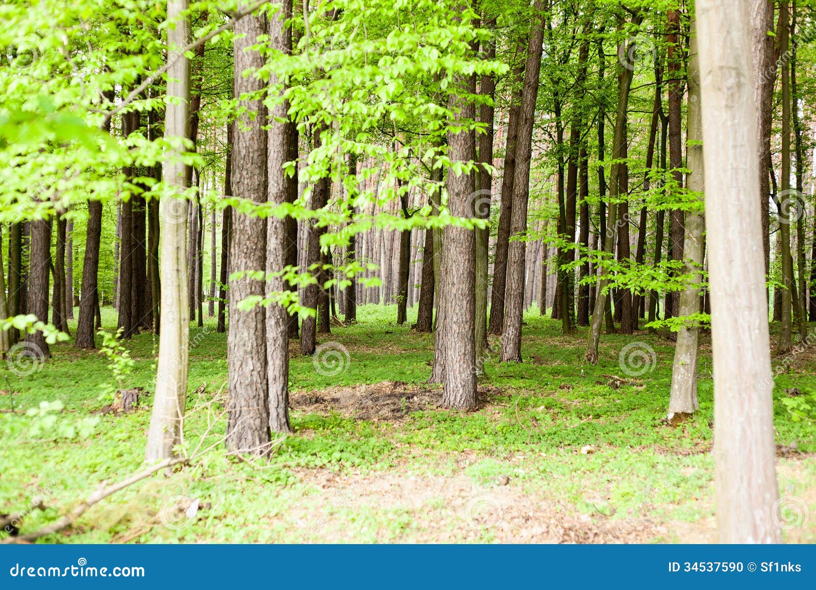 Forest Trees. Nature Green Wood Sunlight Backgrounds Stock Photo ...