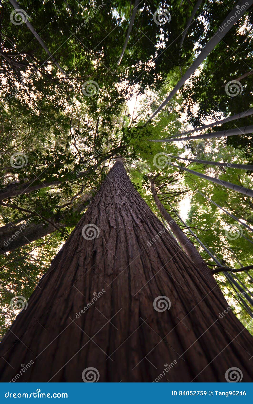 Forest Trees with Nature Green Wood Stock Image - Image of foliage ...