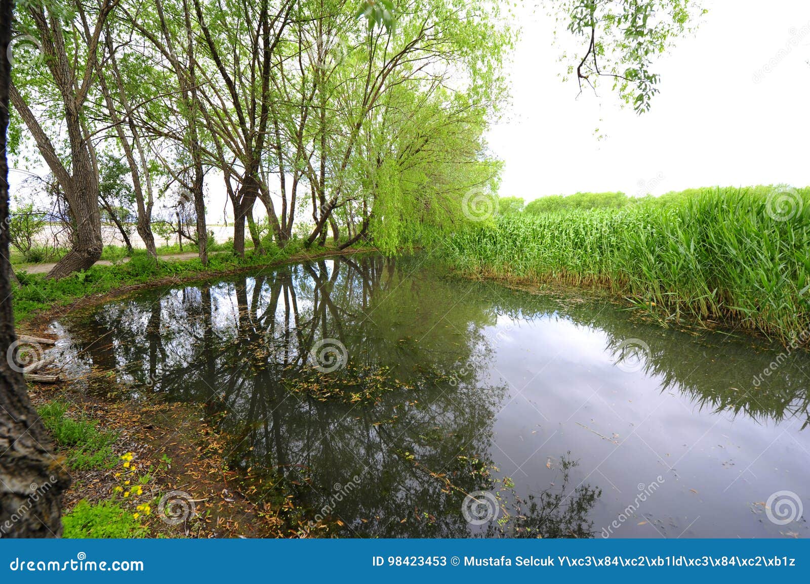 A Forest with Trees in the Nature Near River and Lake in the Nature ...