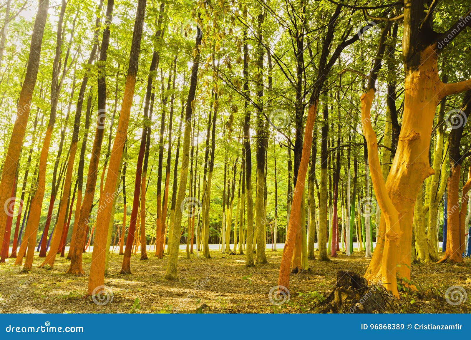 A Forest with Trees Painted in Different Colors Stock Image - Image of ...