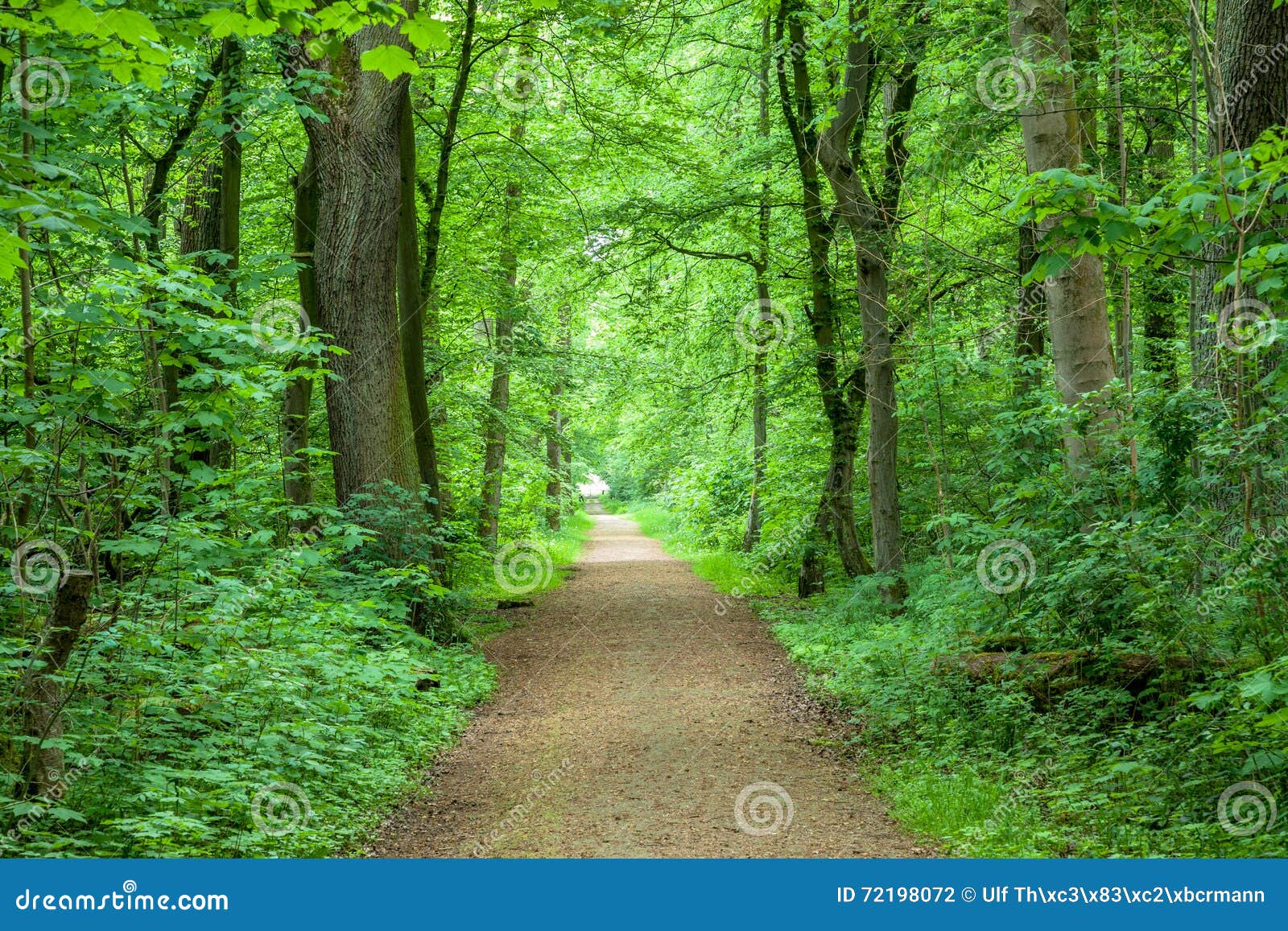 Forest Trees Park Footpath Springtime Stock Photo - Image of travel ...