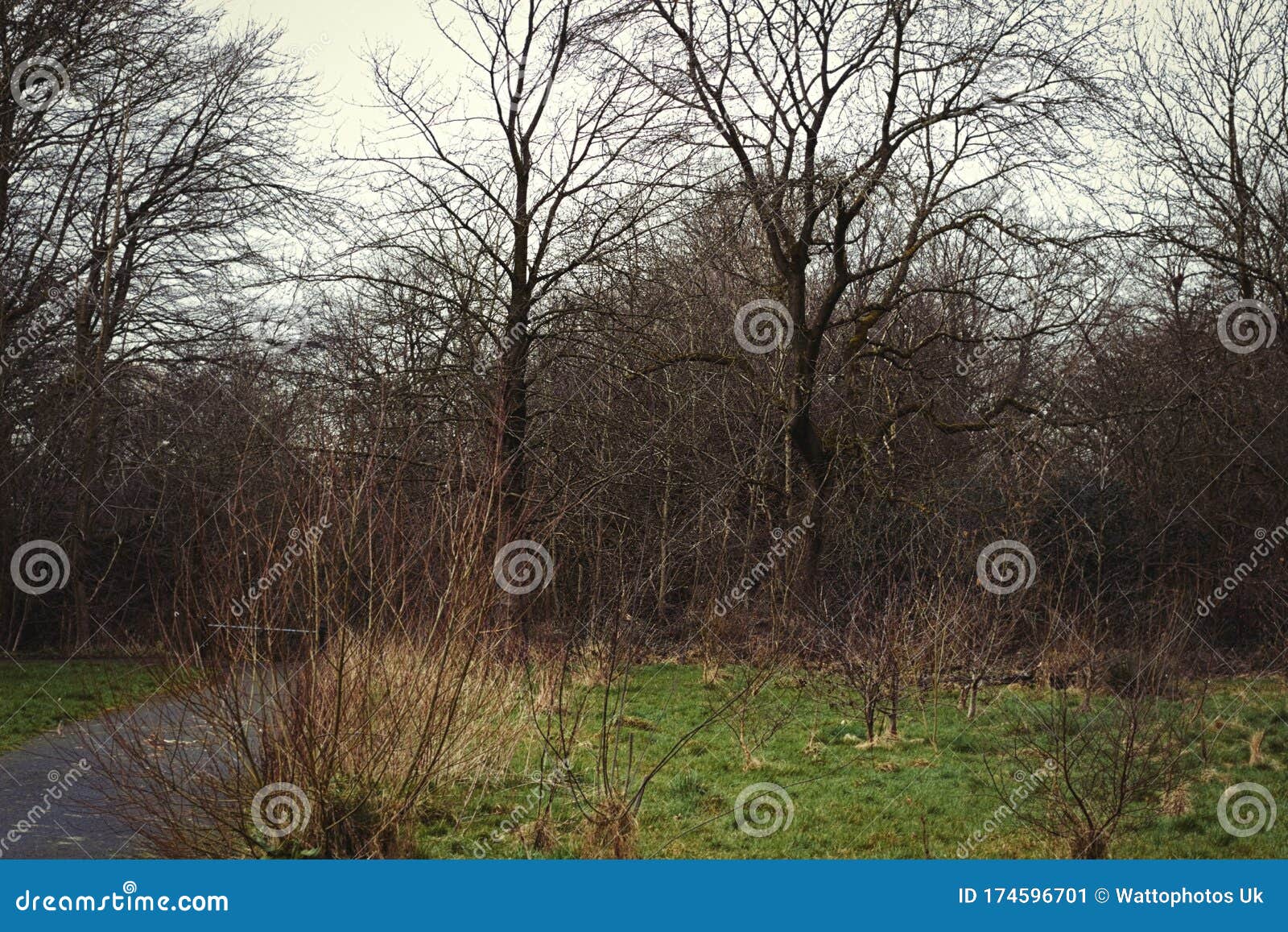 Forest Trees in a Park in Manchester Stock Image - Image of forest ...