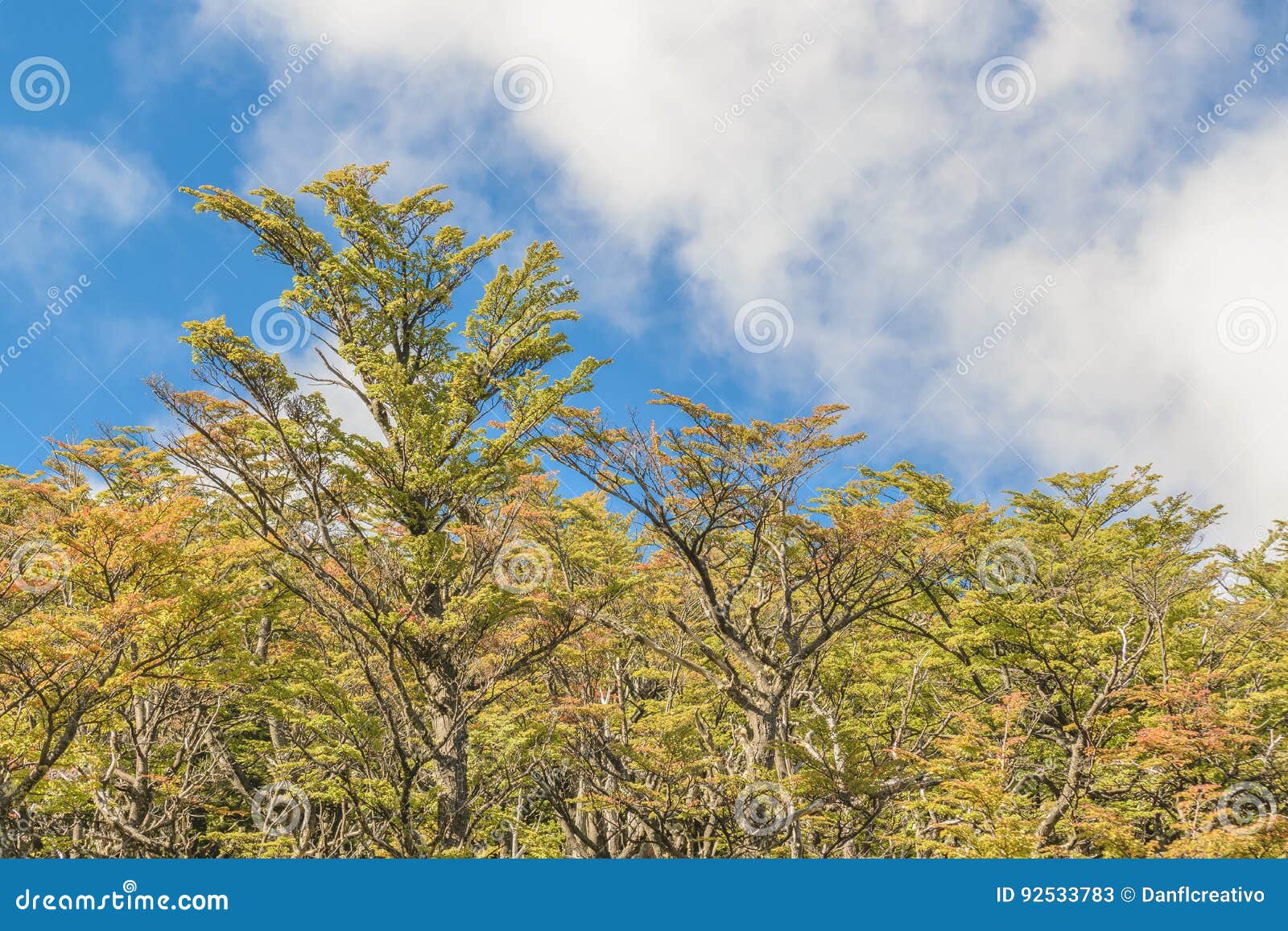 Forest Trees, Patagonia - Argentina Stock Image - Image of adventure ...