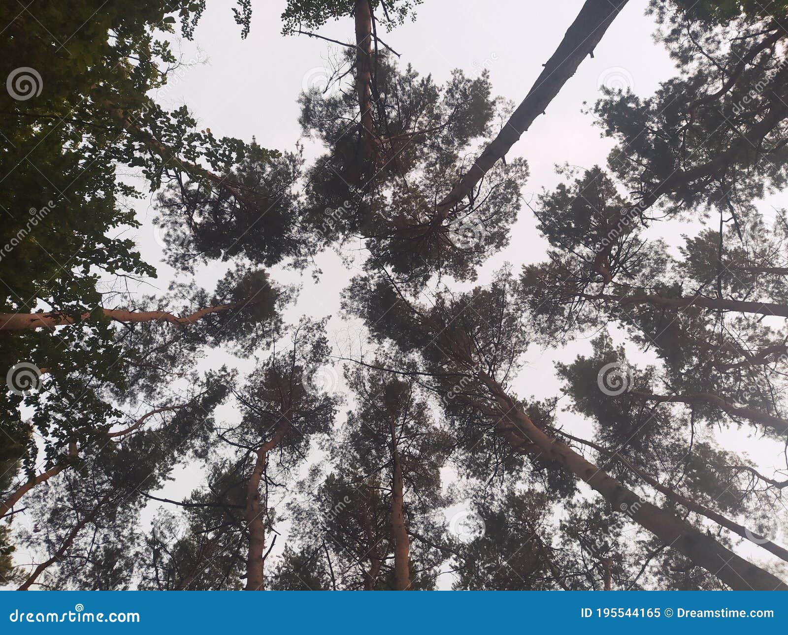 Forest, Trees Photographed from the Bottom-up Perspective. Stock Image ...