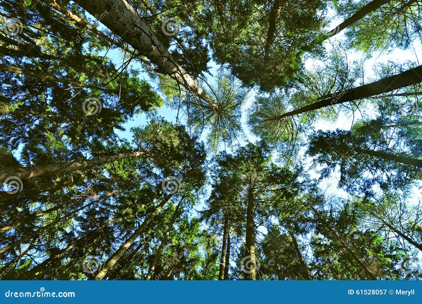 Forest Trees Grow Up Background Stock Image - Image of green ...