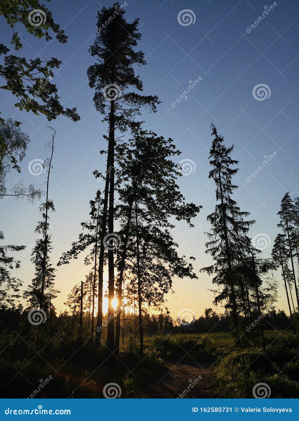 Forest trees stock image. Image of trees, nature, forest - 162580731