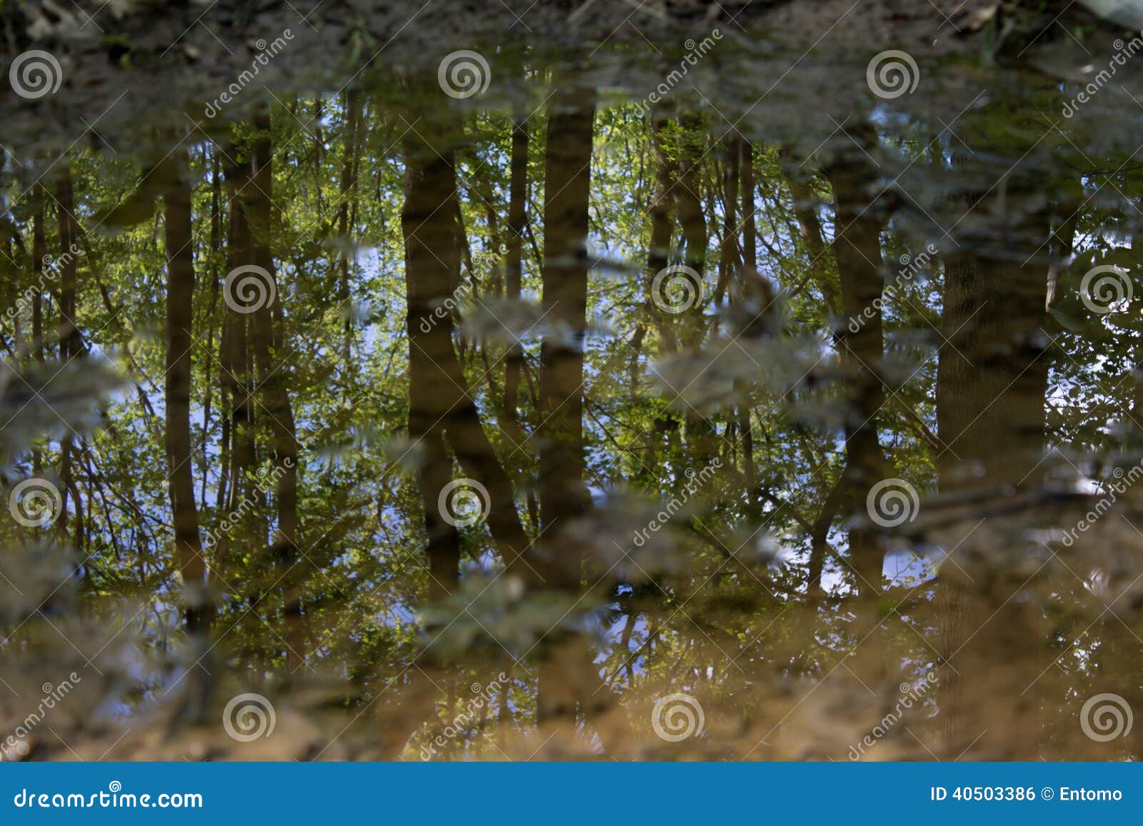 Forest Trees Reflected in Water Stock Photo - Image of reflected ...