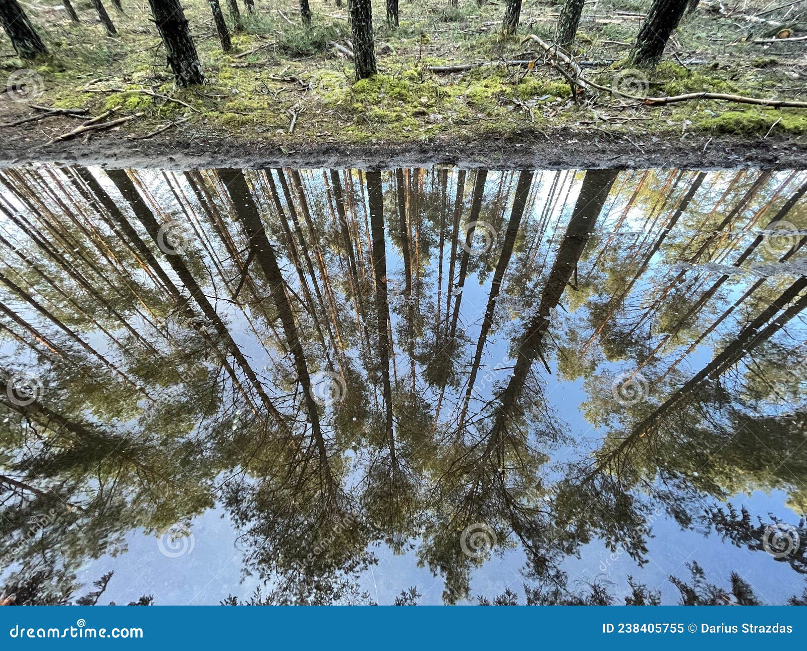 Forest Trees Reflected in Water. Stock Image - Image of reflected ...