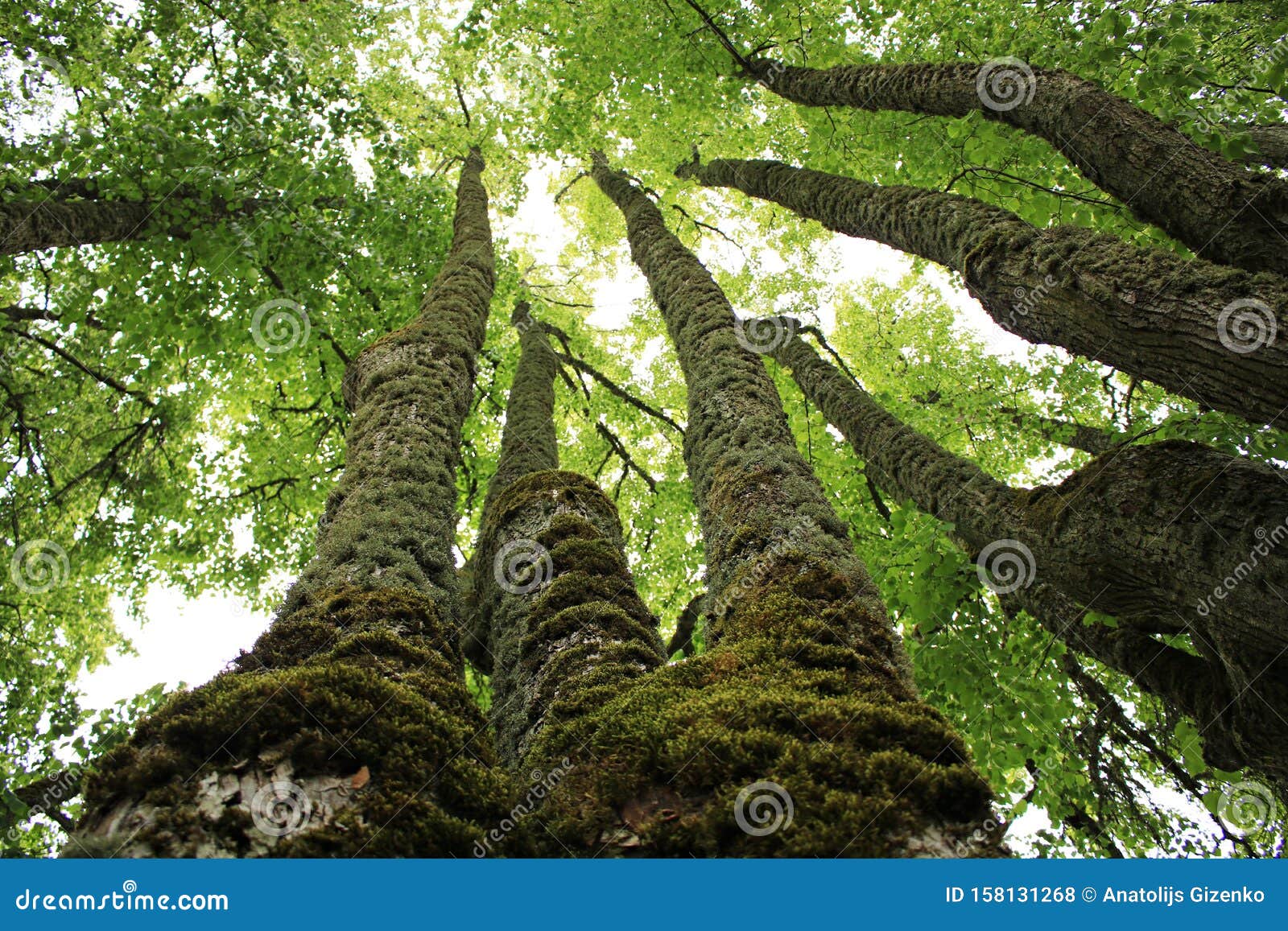 In the Forest, the Trees Rise High and Their Old Trunks are Abundantly ...