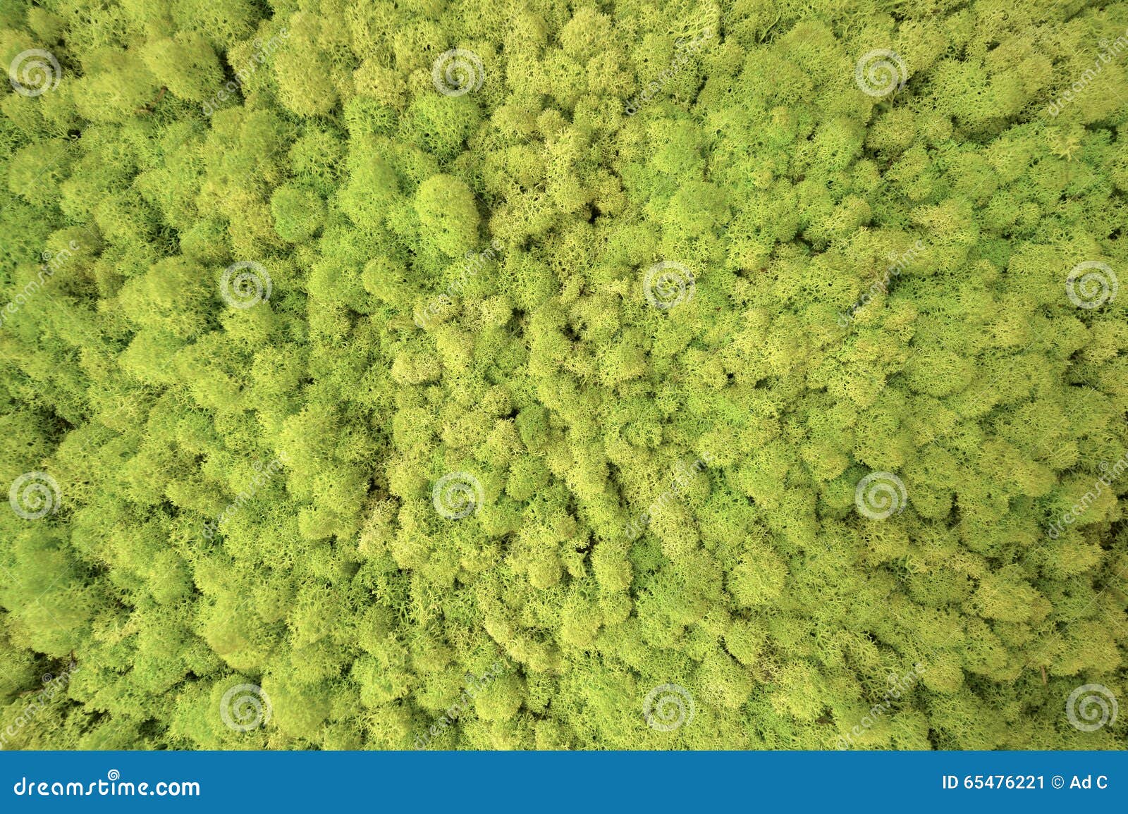 Clipart tree from above