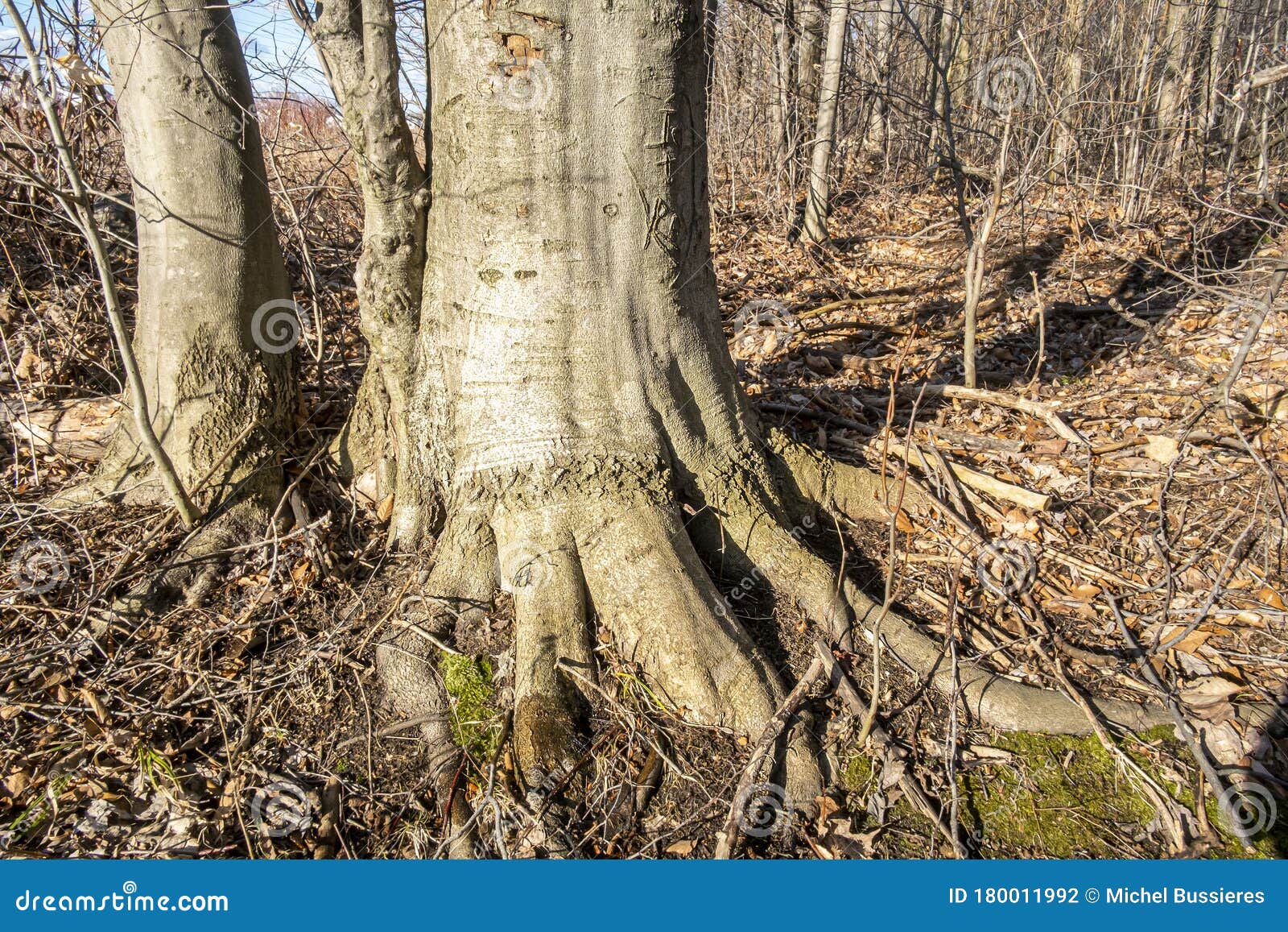 Forest with Trees Showing Its Roots Stock Photo - Image of nice, roots ...