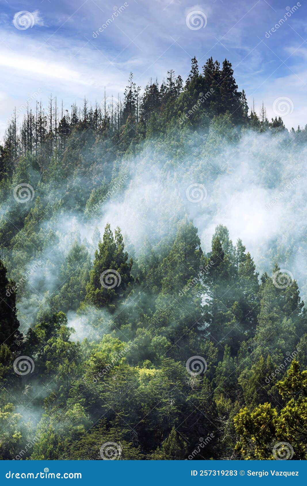 Forest Trees with Smoke from a Fire Stock Image - Image of forest ...