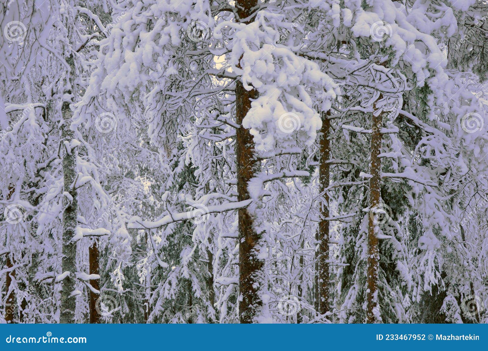 Forest and Trees in the Snow in Finnish Lapland Stock Photo - Image of ...