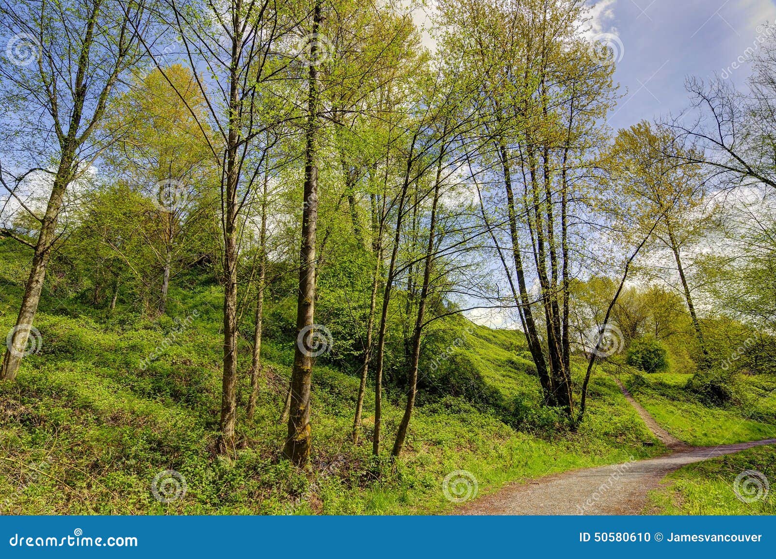 Forest trees at springtime stock photo. Image of colour - 50580610