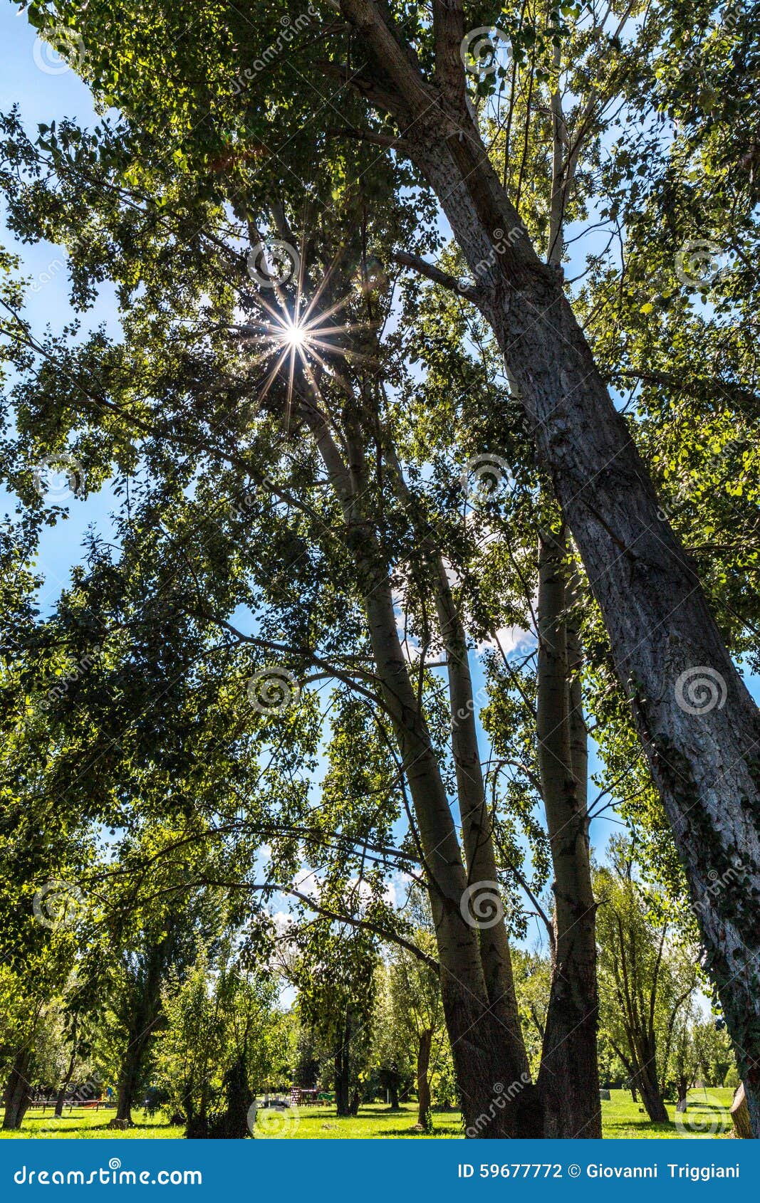 Forest Trees. Sun Rays Filter through Branches Stock Photo - Image of ...