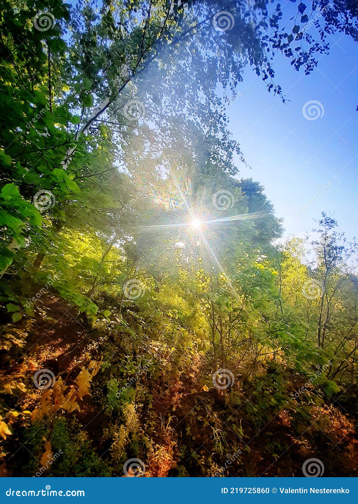 Forest, trees, sun, sky stock photo. Image of nature - 219725860