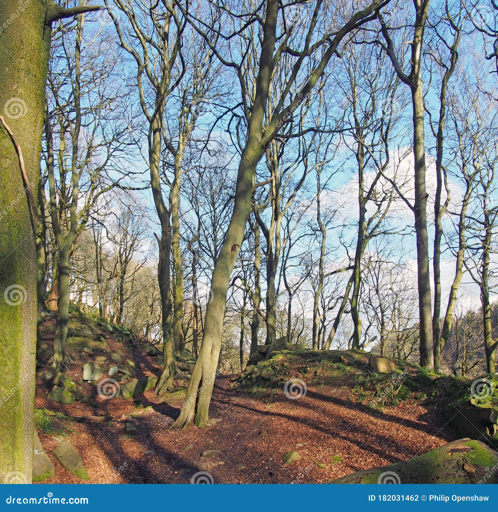 Forest Trees on a Sunlit Winter Day with Fallen Leaves and Scattered ...