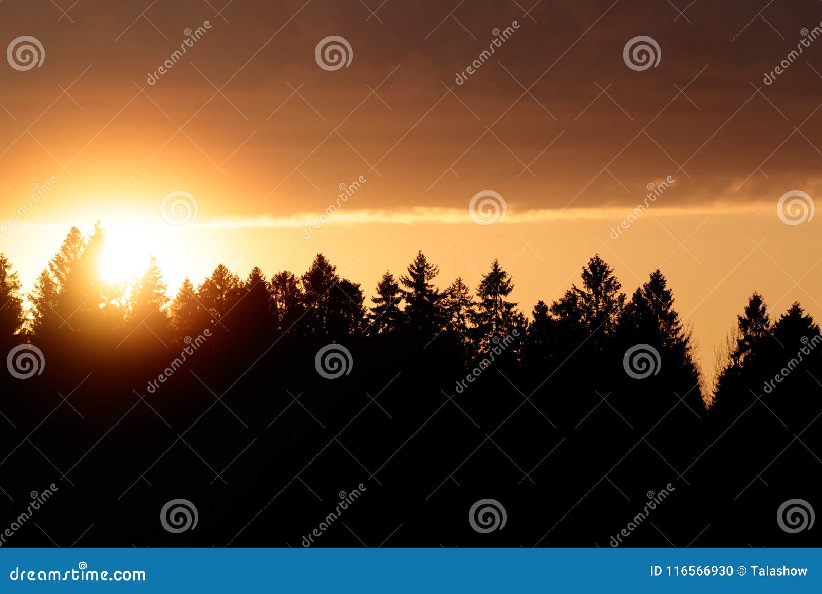 Forest Trees on Sunset Background Stock Photo - Image of season, object ...