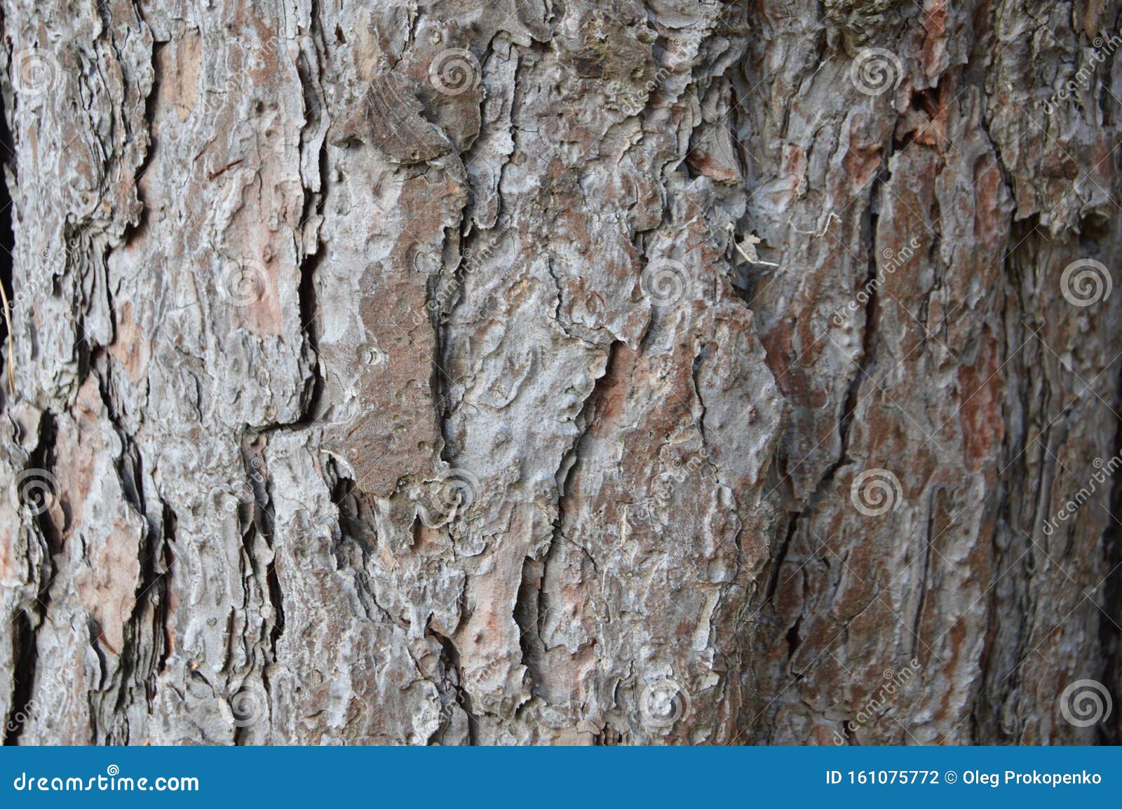 Forest Trees Trunks and Branches Stock Photo - Image of pine, plant ...
