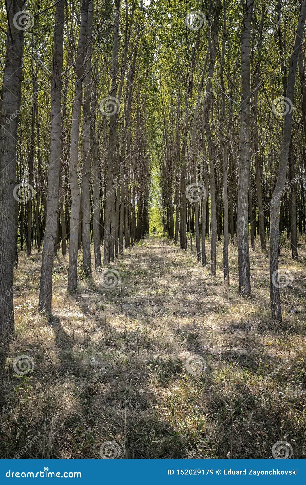 Forest Trees Tunnel in the Spring Time Stock Image - Image of colorful ...