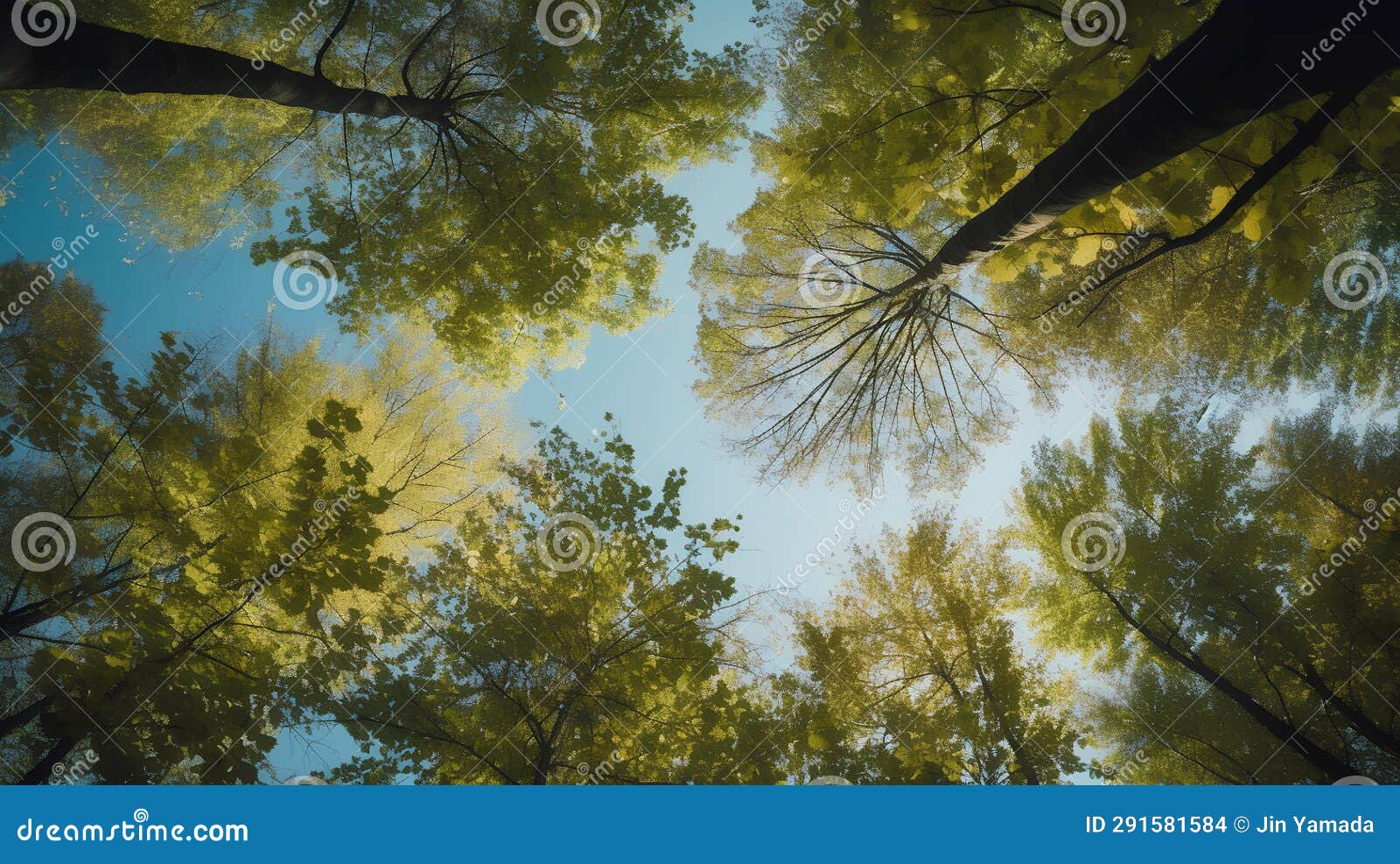 Forest Trees View from the Bottom into the Sky. Nature Green Wood ...