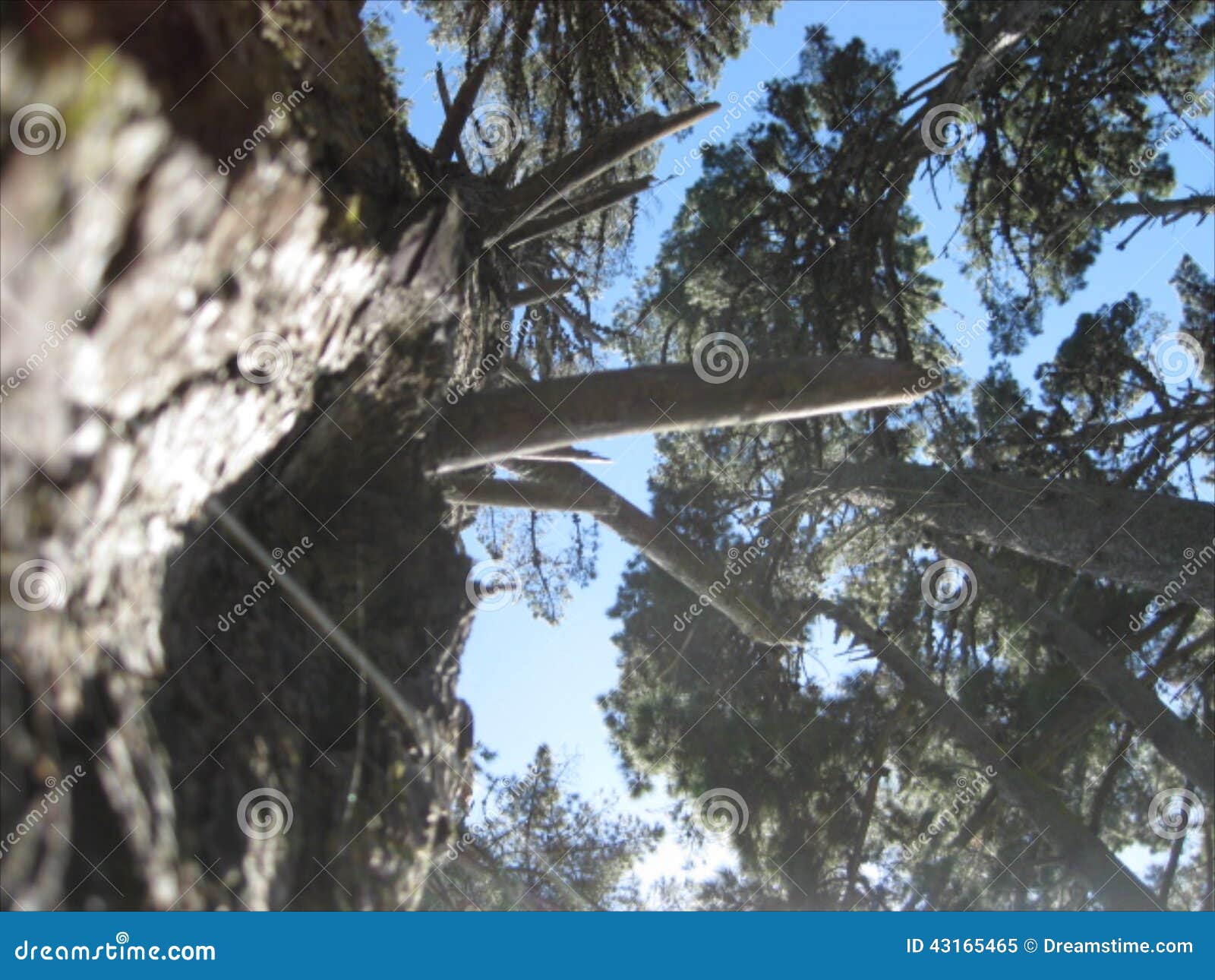 Forest Trees stock image. Image of view, underneath, forest - 43165465