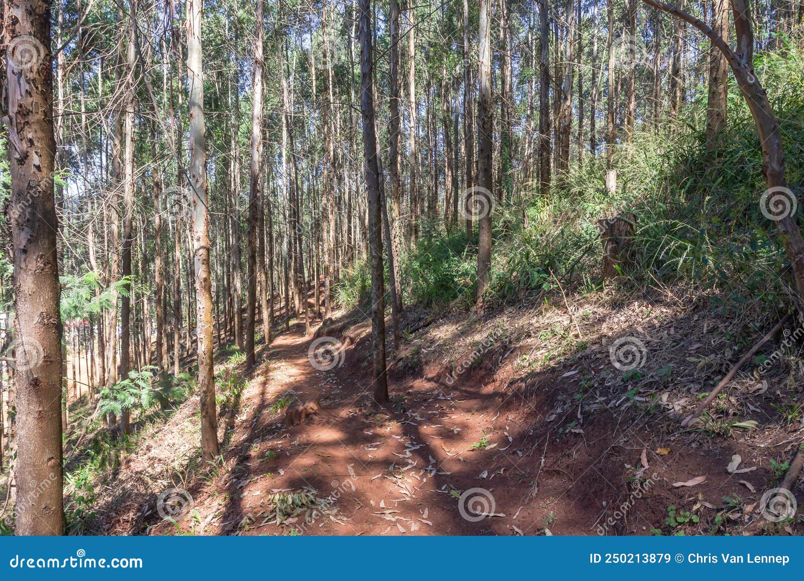 Forest Trees Walking Hiking Path Mountainside Stock Image - Image of ...