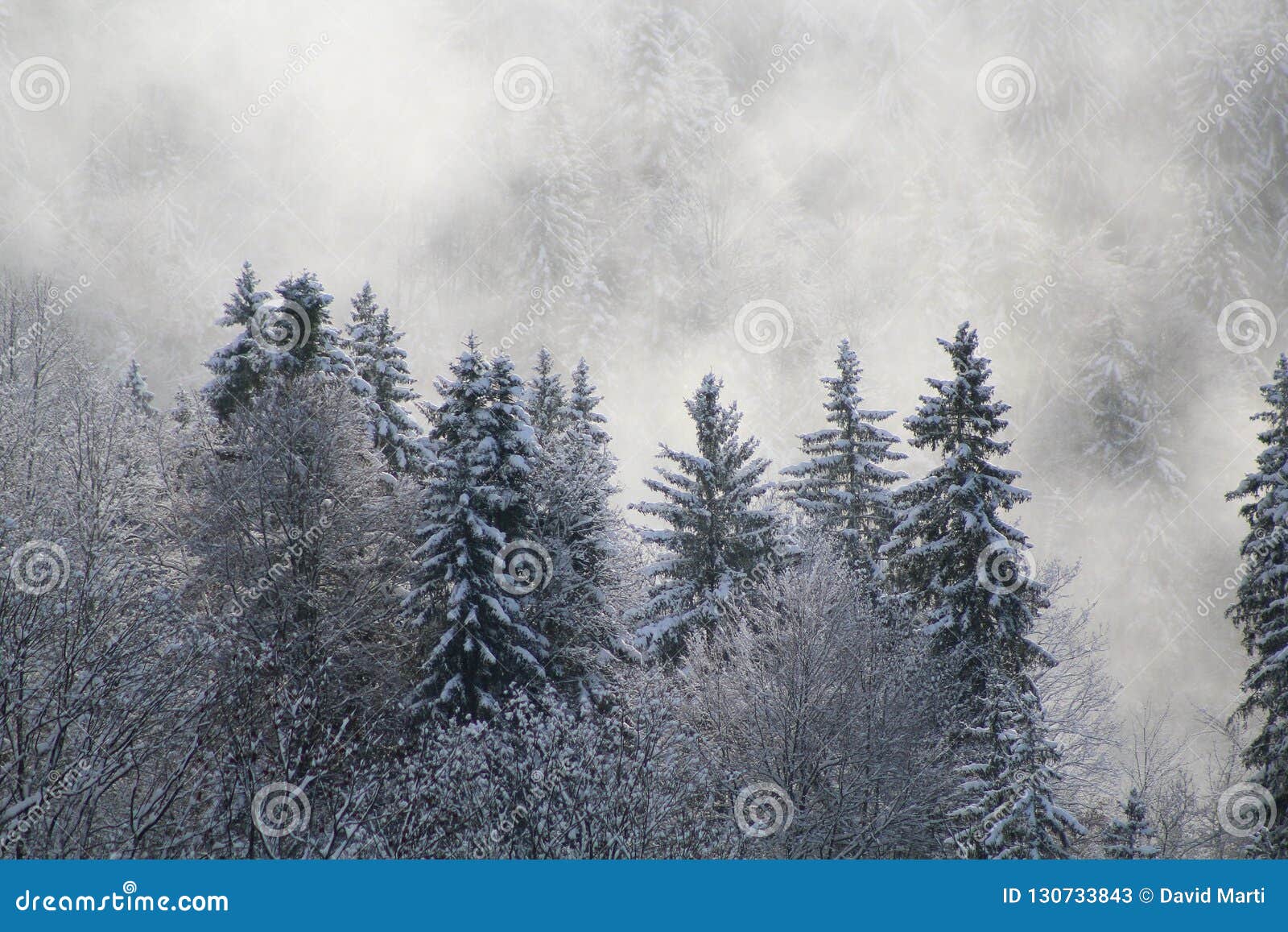 Forest Trees in Winter stock image. Image of mist, grey - 130733843