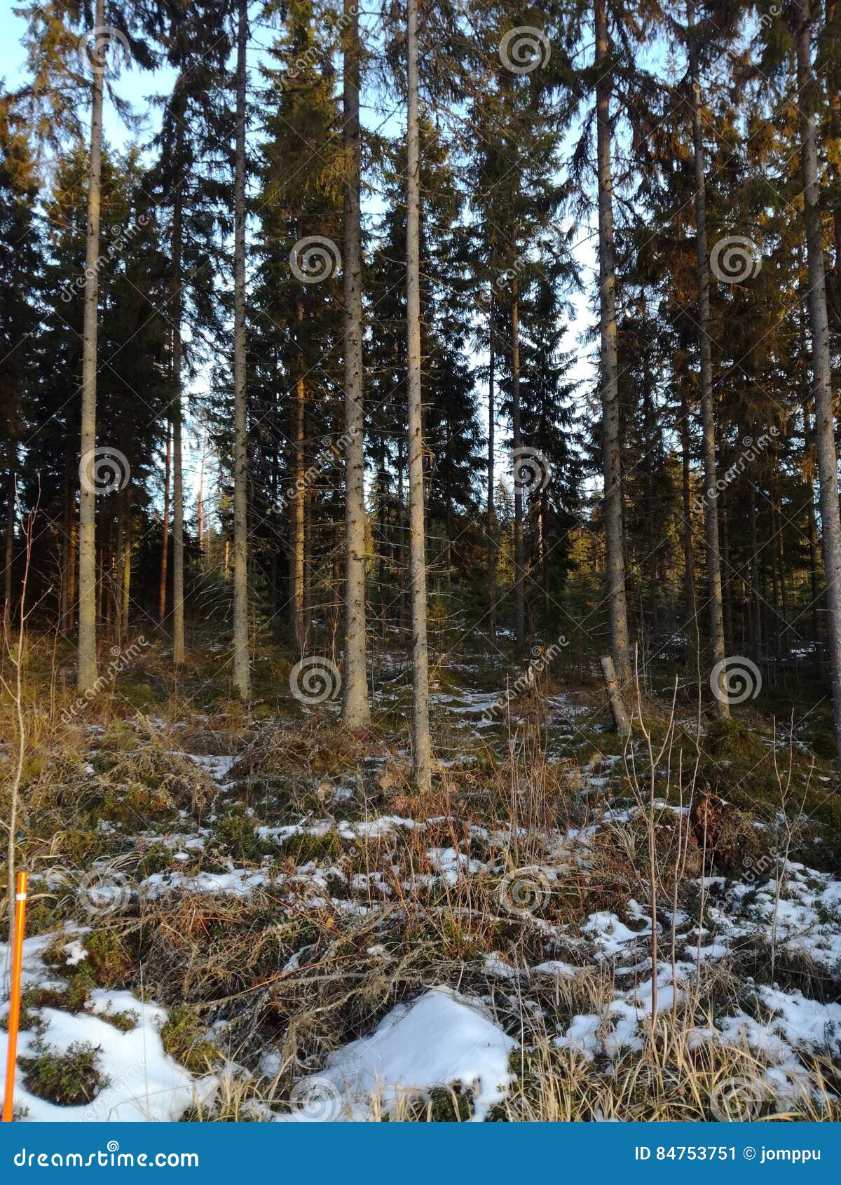 Forest trees winter stock image. Image of trees, landscape - 84753751