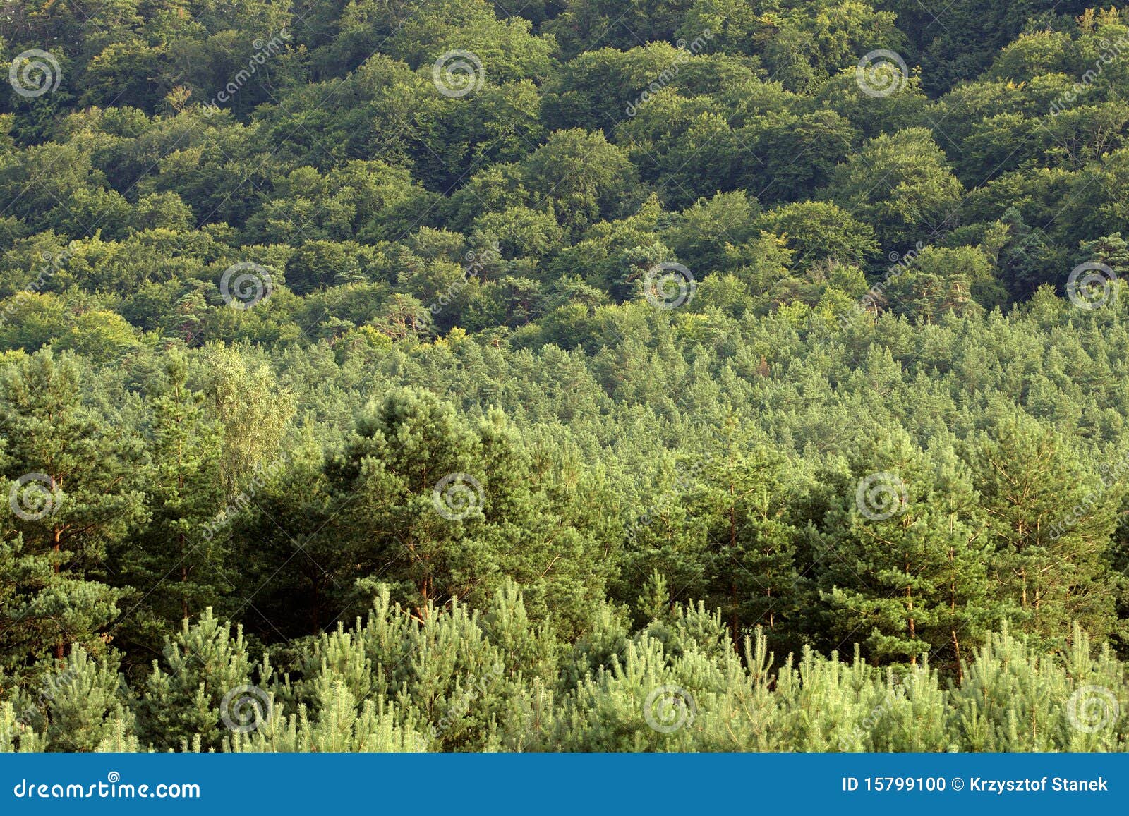 Forest Treetops On The Hill Side Stock Photo - Image of tree, nature ...
