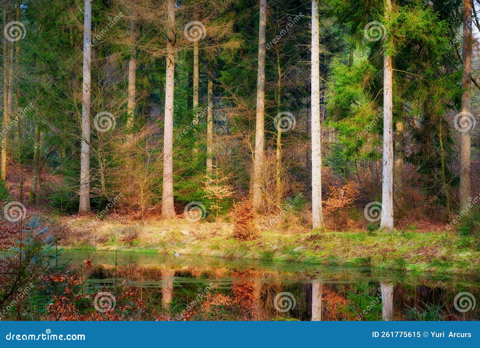 The Forest of Trolls - Rebild, Denmark. the Enchanted Forest in Rebild ...