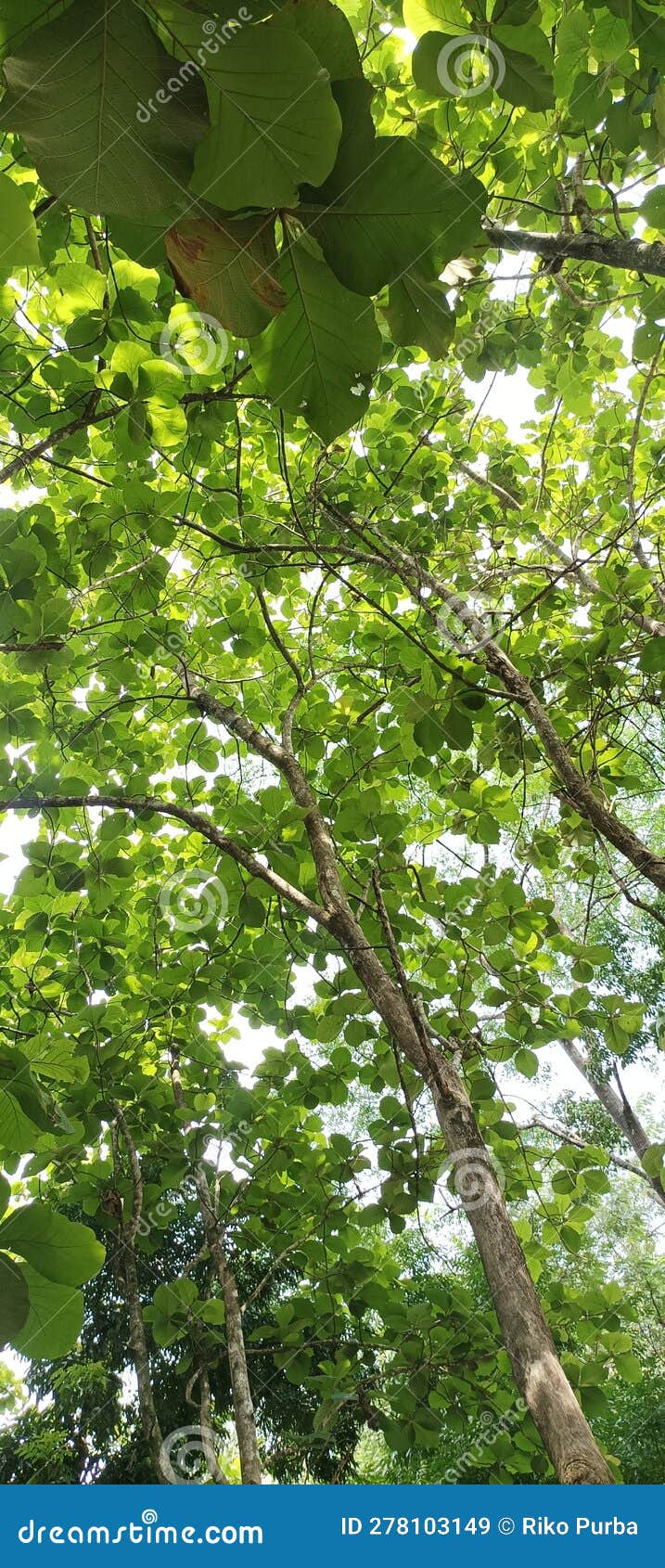 A Forest of Tropical Teak Trees that are Springing Green Stock Image ...