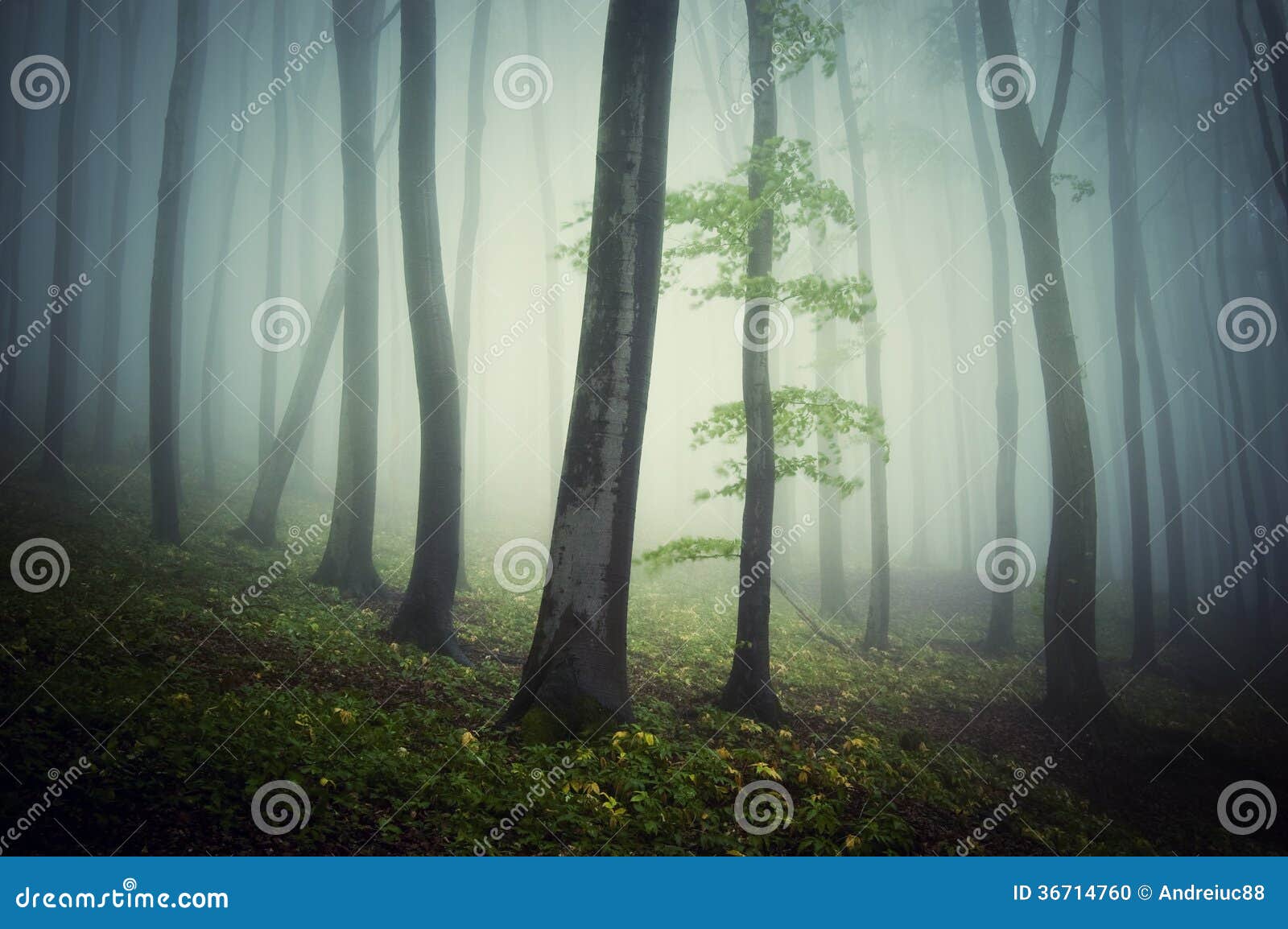Forest Trough Trees In A Mysterious Eerie Spooky Gloomy Forest Royalty ...