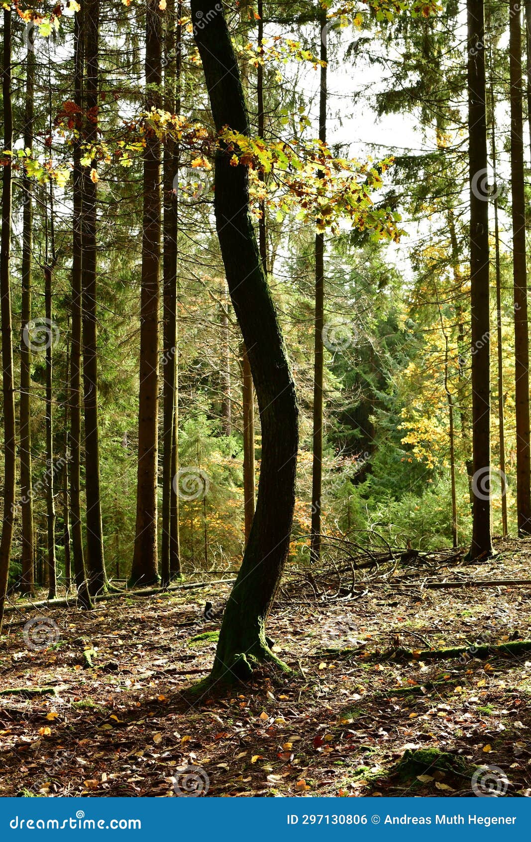 Forest Trunks Autumn Fall German Forest Odenwald Stock Photo - Image of ...